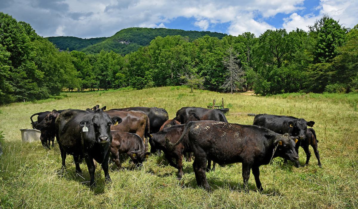 Strategic Management of Beef Cattle Systems Under Drought Periods ...