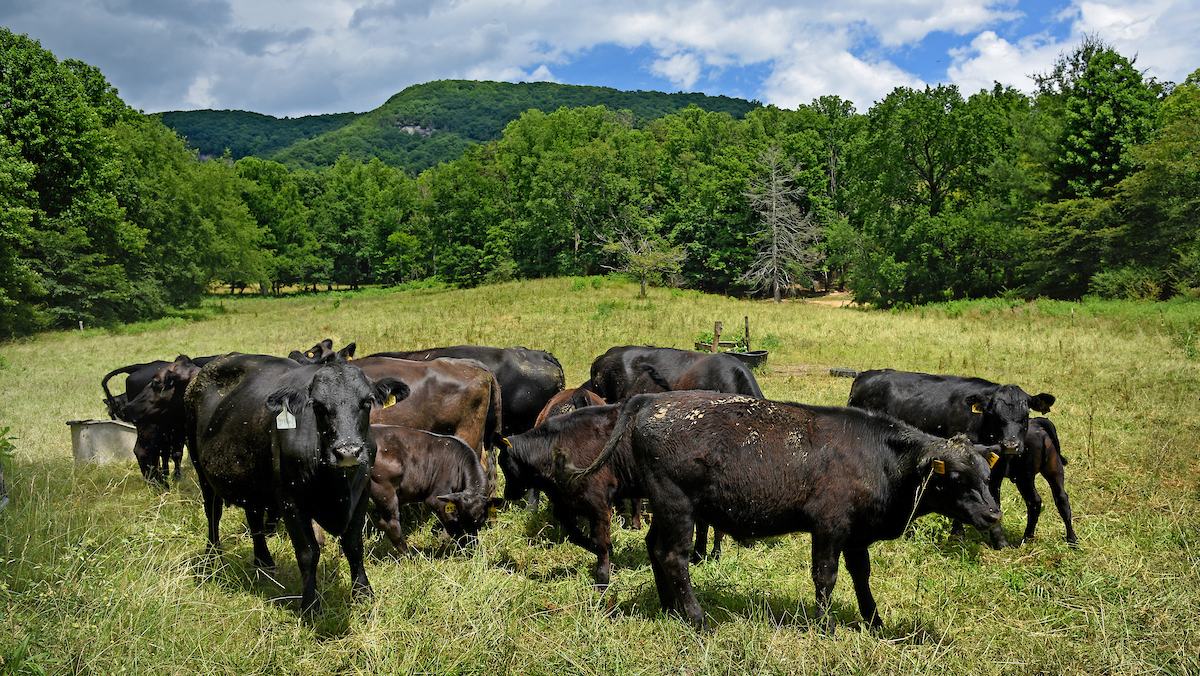 Strategic Management of Beef Cattle Systems Under Drought Periods ...