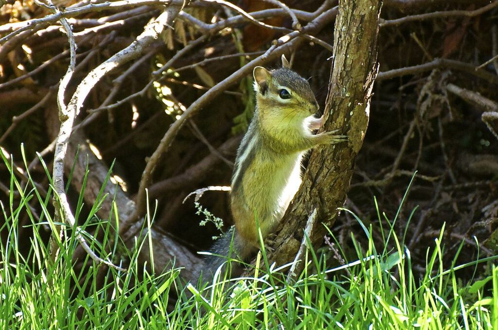Preparing Your Yard for Winter Wildlife - Gardening | NC State Extension