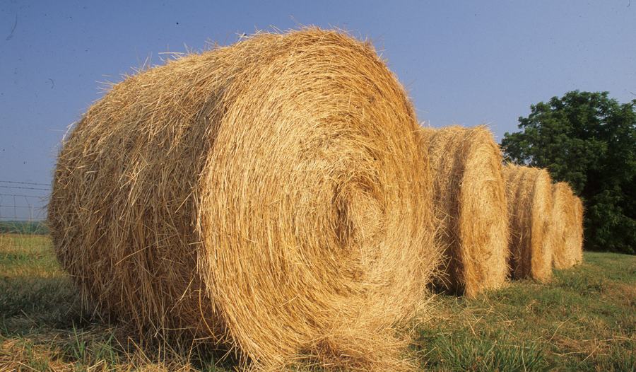 Drought Resources - NC Disaster Information Center | NC State Extension
