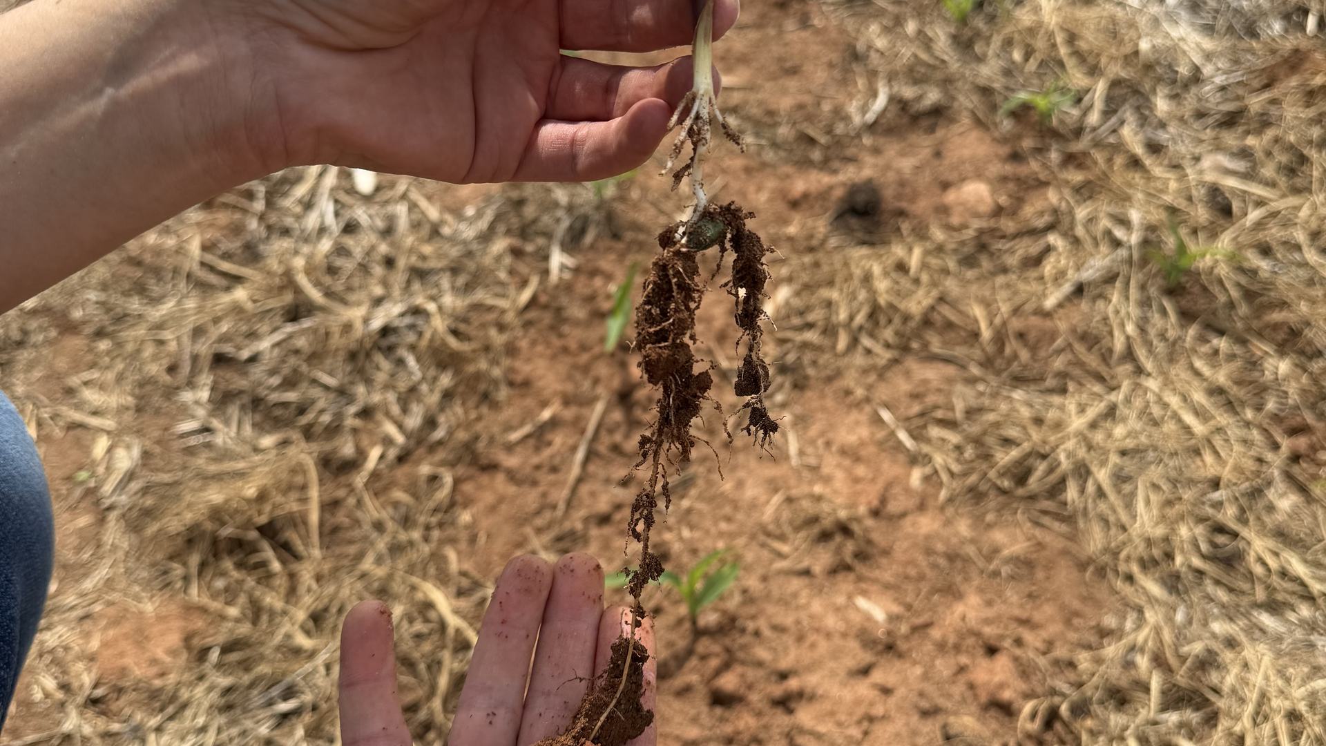 Drought Resources from Extension - Soybeans | NC State Extension
