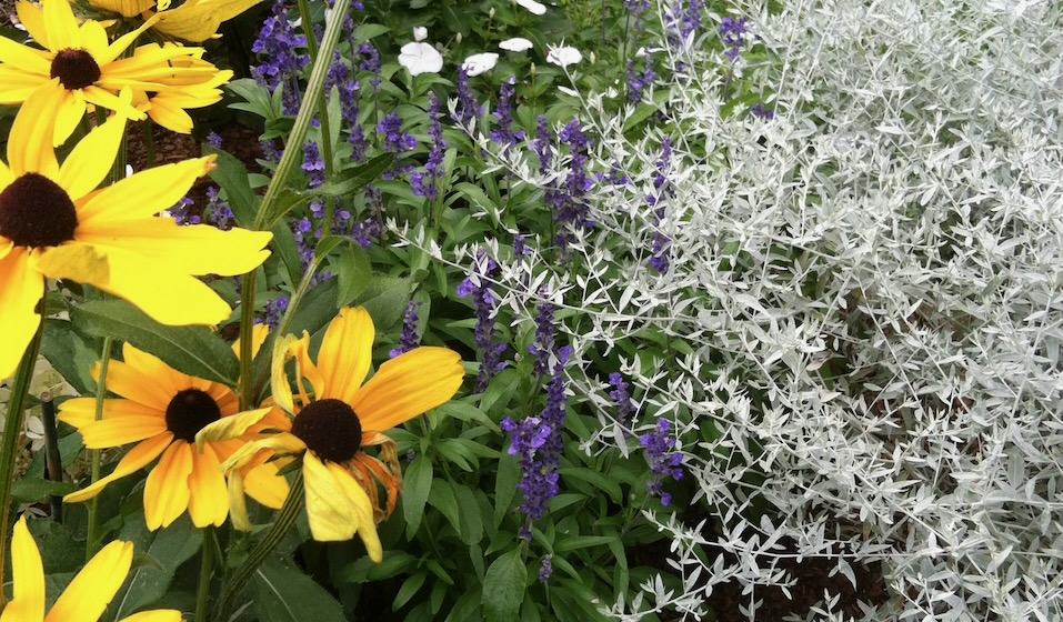 The Thrifty Gardener - Richmond County Center | N.C. Cooperative Extension