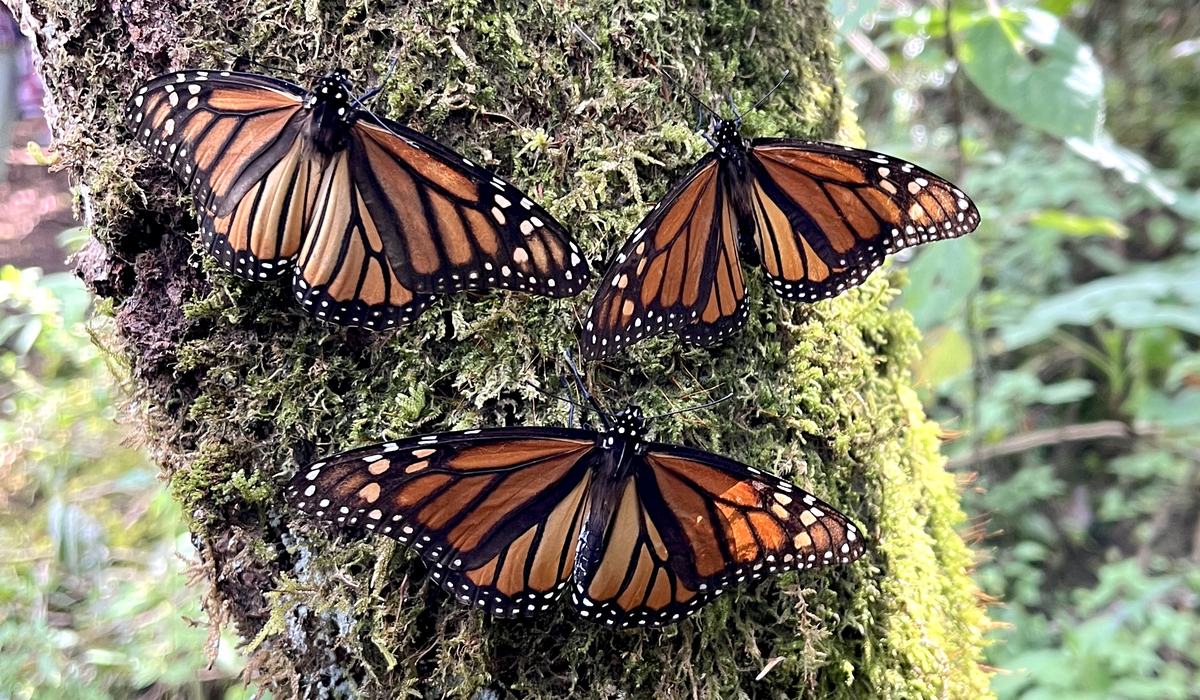 From Mexico’s Oyamel Fir Forests to North Carolina: The Monarch ...