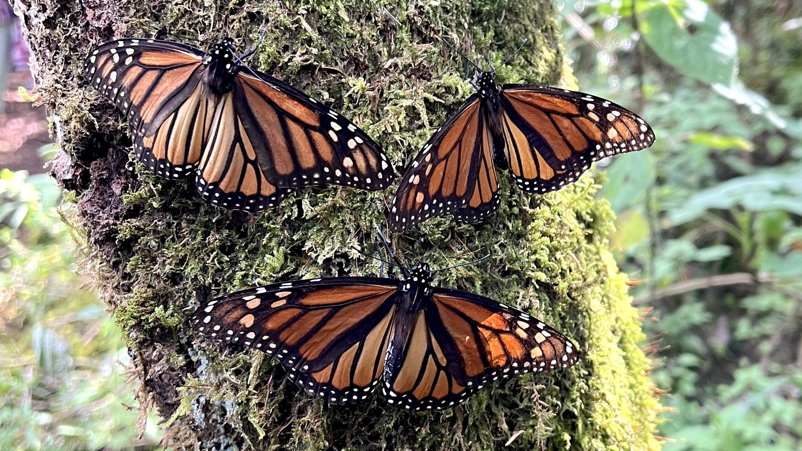 From Mexico’s Oyamel Fir Forests to North Carolina: The Monarch ...