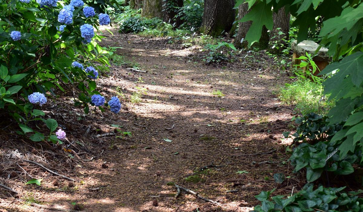 Visual Model of Shade in Your Yard - Gardening | NC State Extension