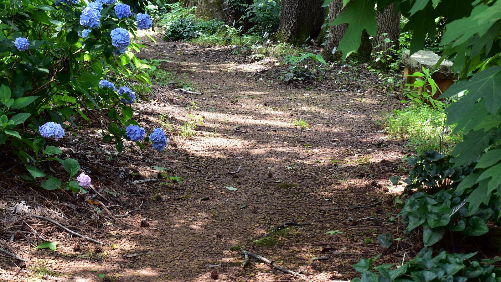 Visual Model of Shade in Your Yard - Gardening | NC State Extension