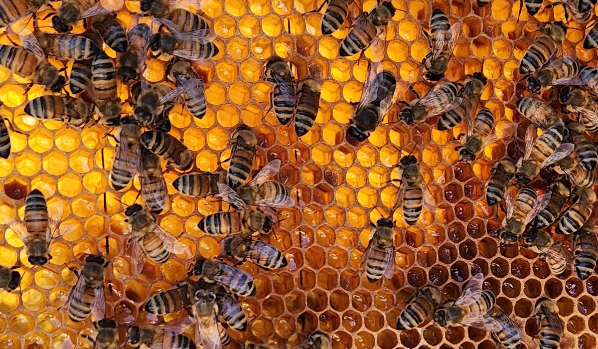 What Should I be doing in the Apiary this month? August - Pollinators ...