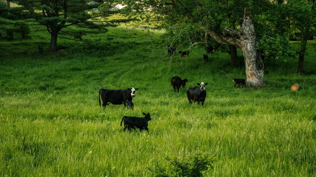 Grass Tetany in Cattle and Small Ruminants - Cabarrus County Center | N ...