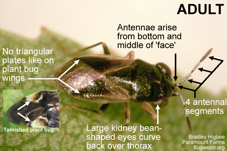Big-Eyed Bug - Entomology | NC State Extension
